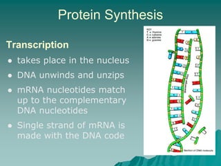 Protein synthesis | PPTX