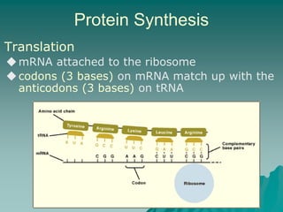 Protein synthesis | PPTX