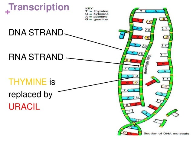 Protein synthesis