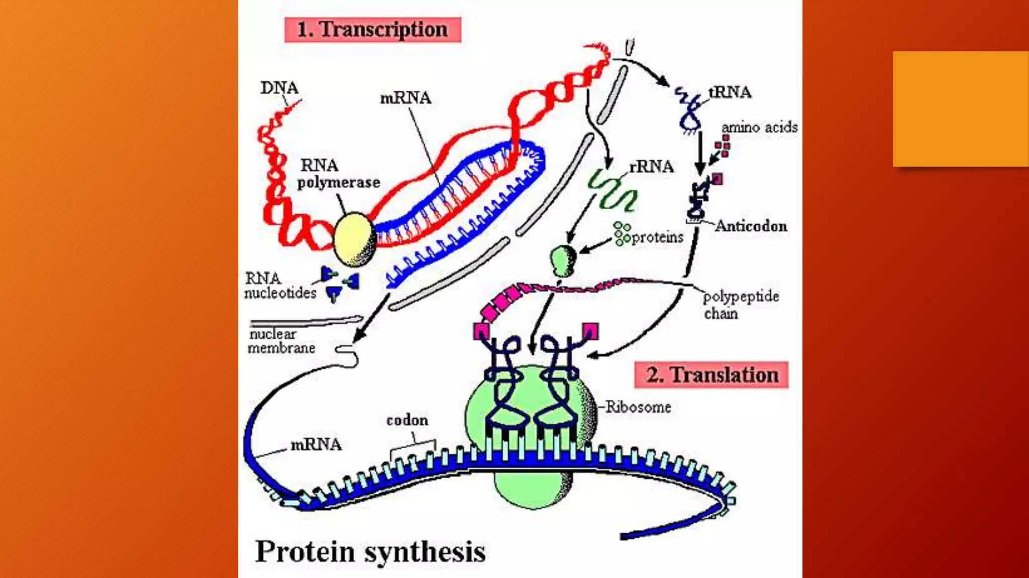 Protein Synthesis | PPTX