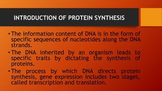 Protein Synthesis | PPTX | Programming Languages | Computing
