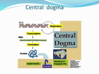 Protein synthesis 23 | PPT