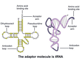 Protein synthesis | PDF