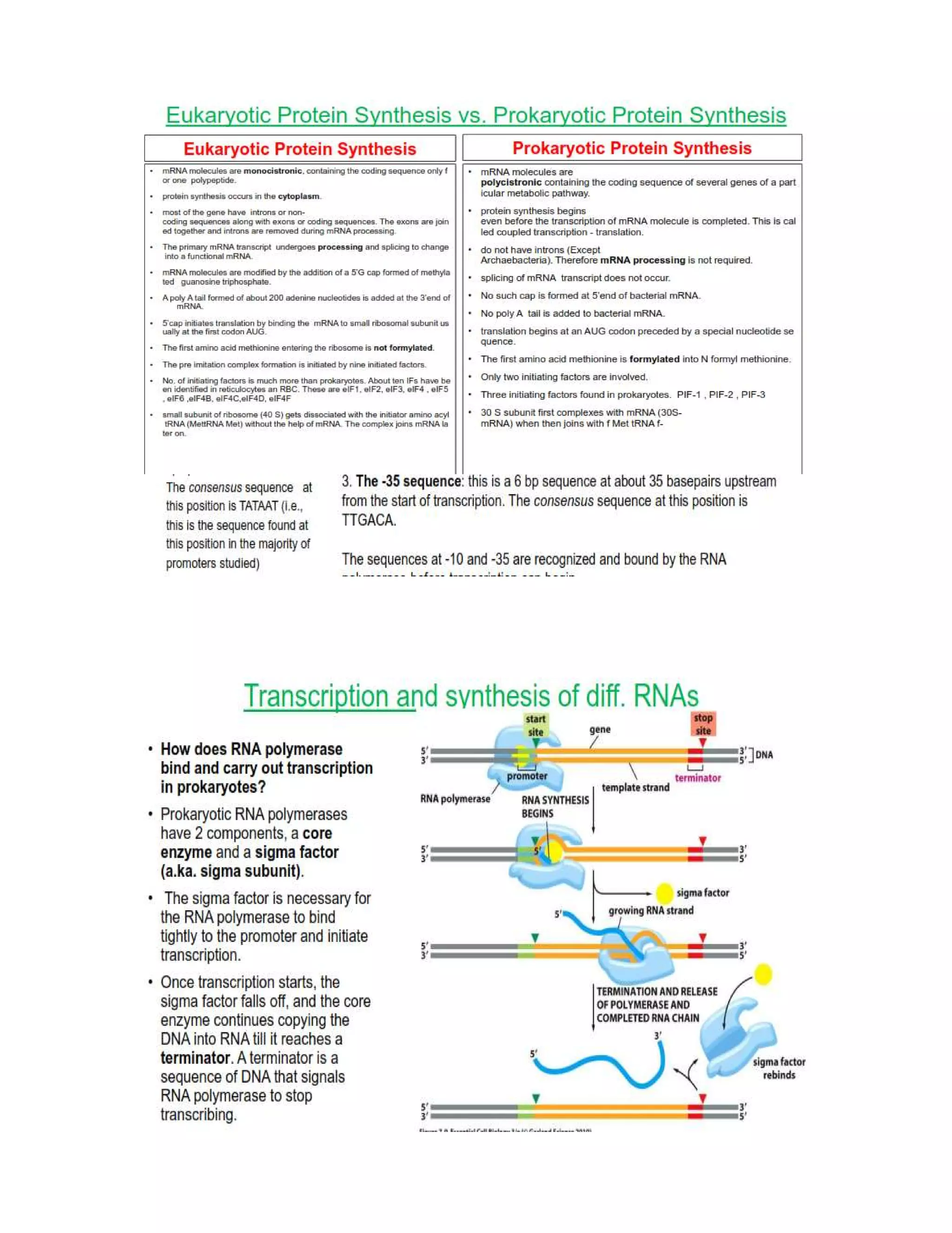 MECHANISM OF PROTEIN SYNTHESIS | PDF