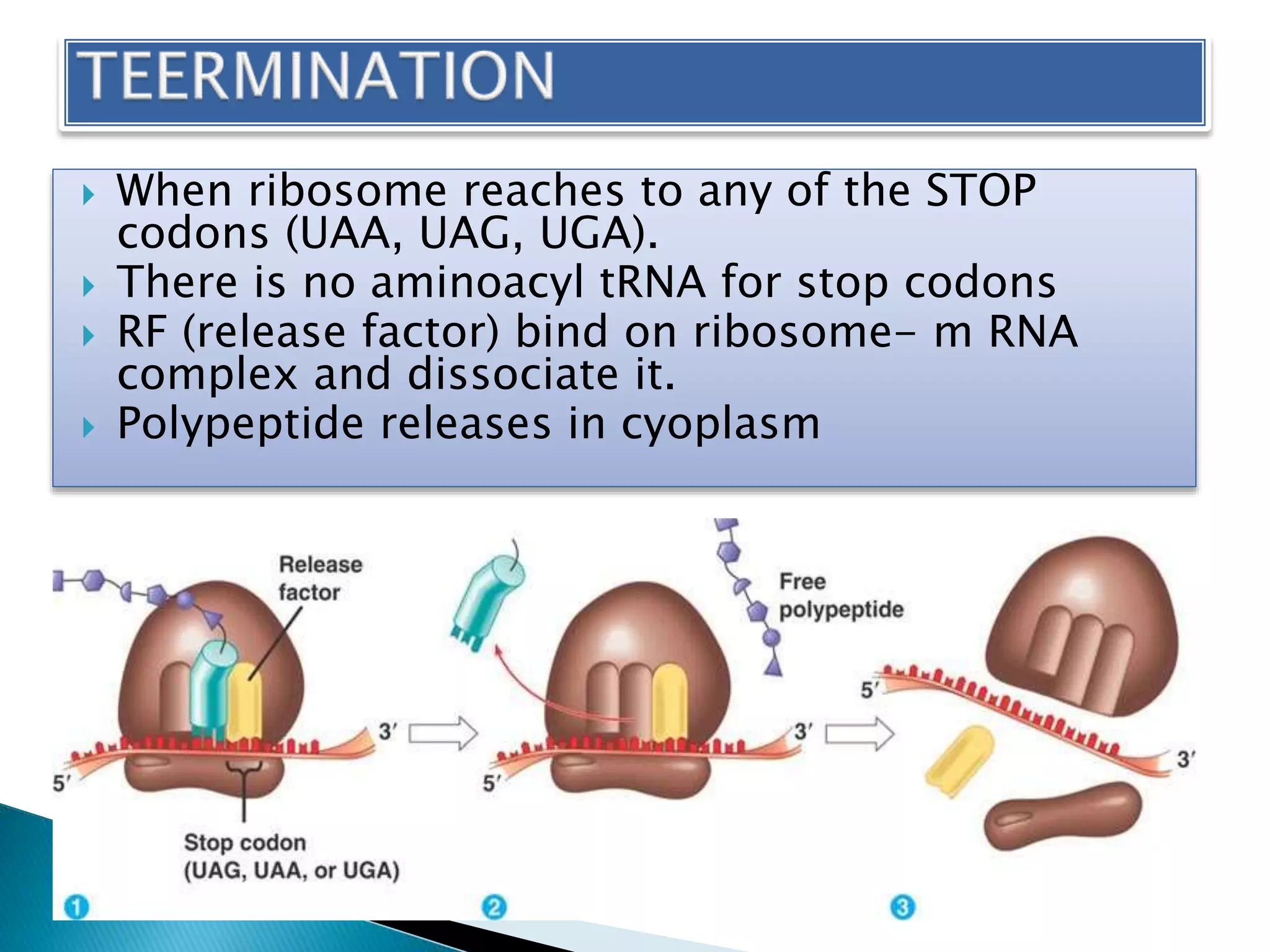 Protein synthesis, translation | PPTX