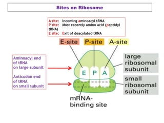 Protein synthesis, translation | PPTX