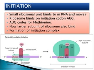 Protein synthesis, translation | PPTX
