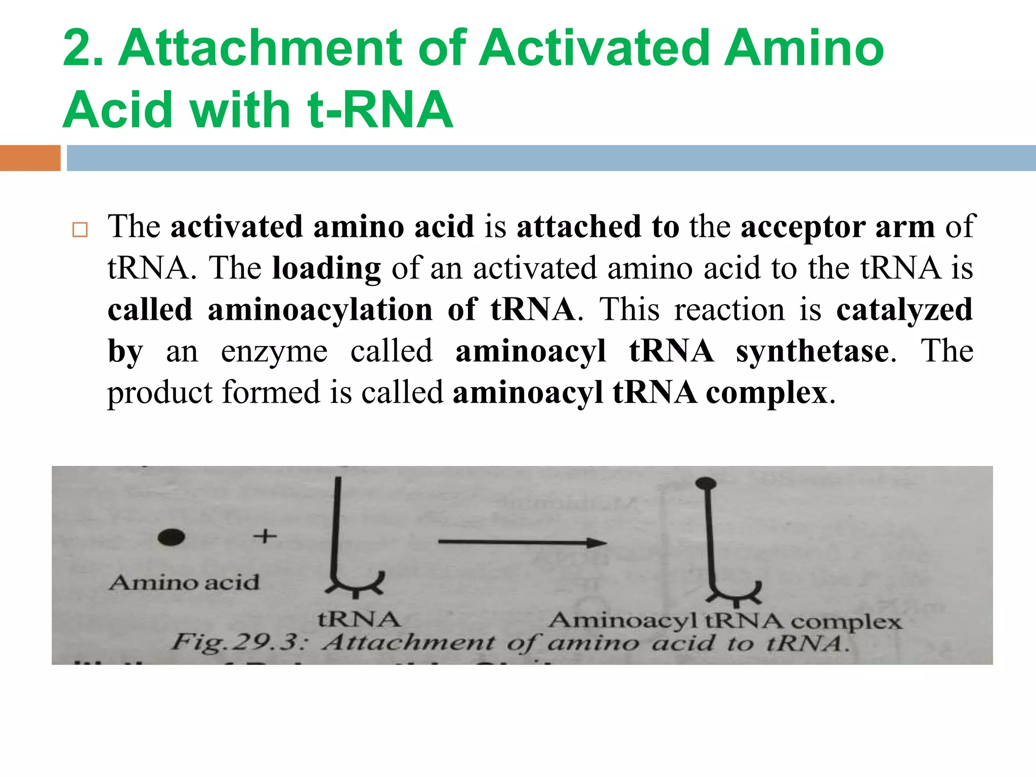 Protein synthesis | PPTX