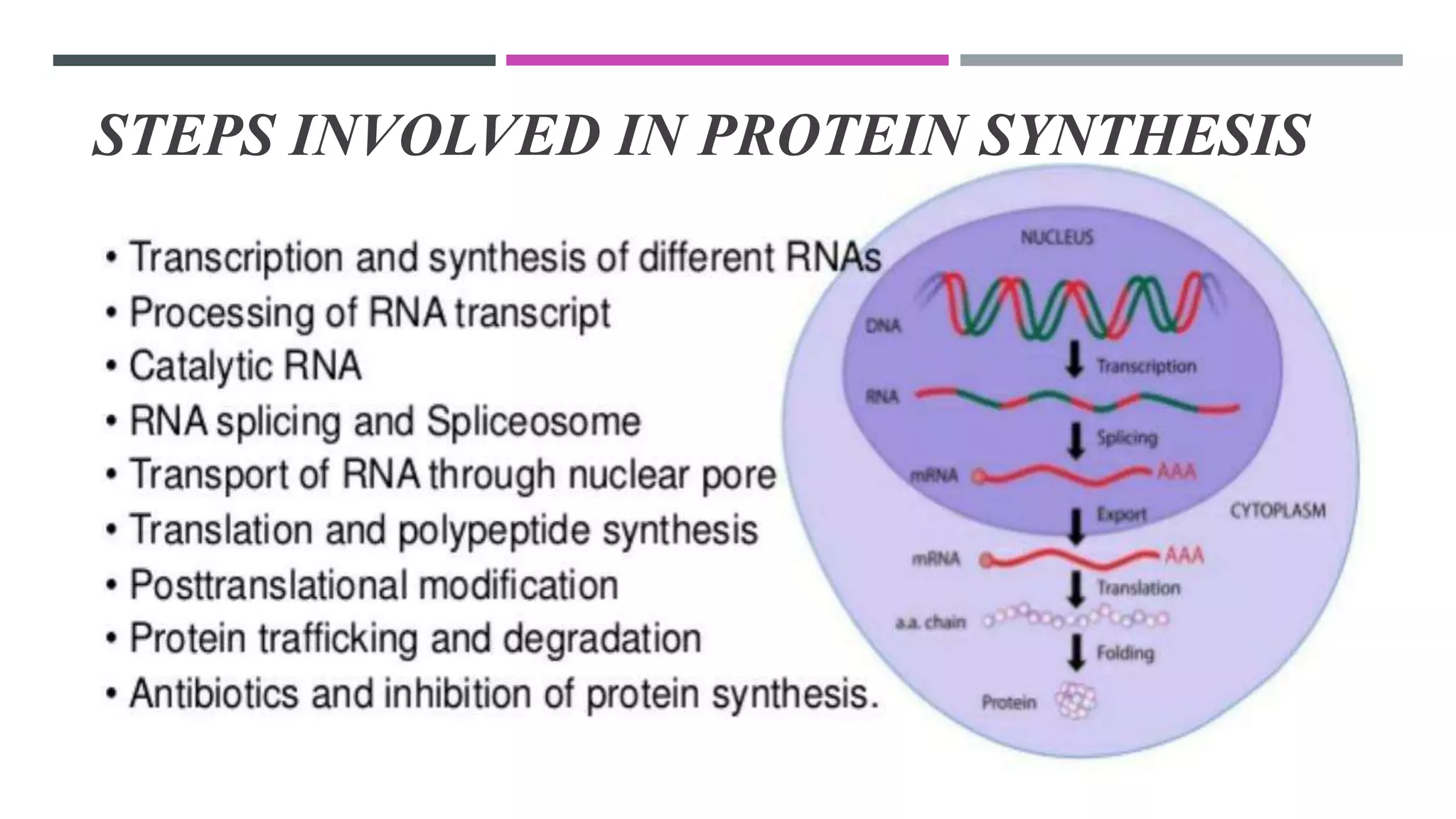 Protein synthesis | PPTX