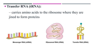 Protein synthesis | PPTX