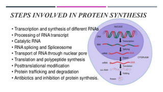 Protein Synthesis Steps