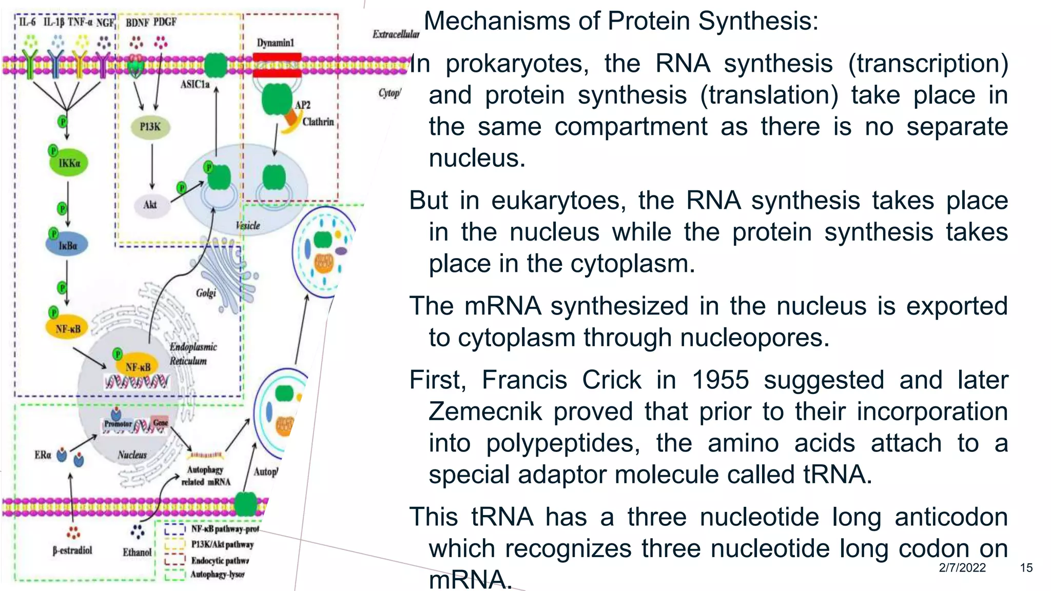 Protein Synthesis.pptx