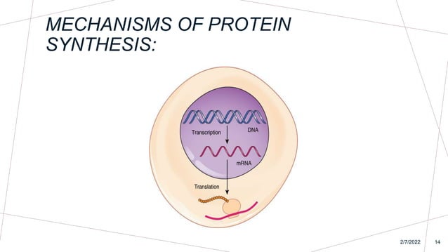 Protein Synthesis.pptx