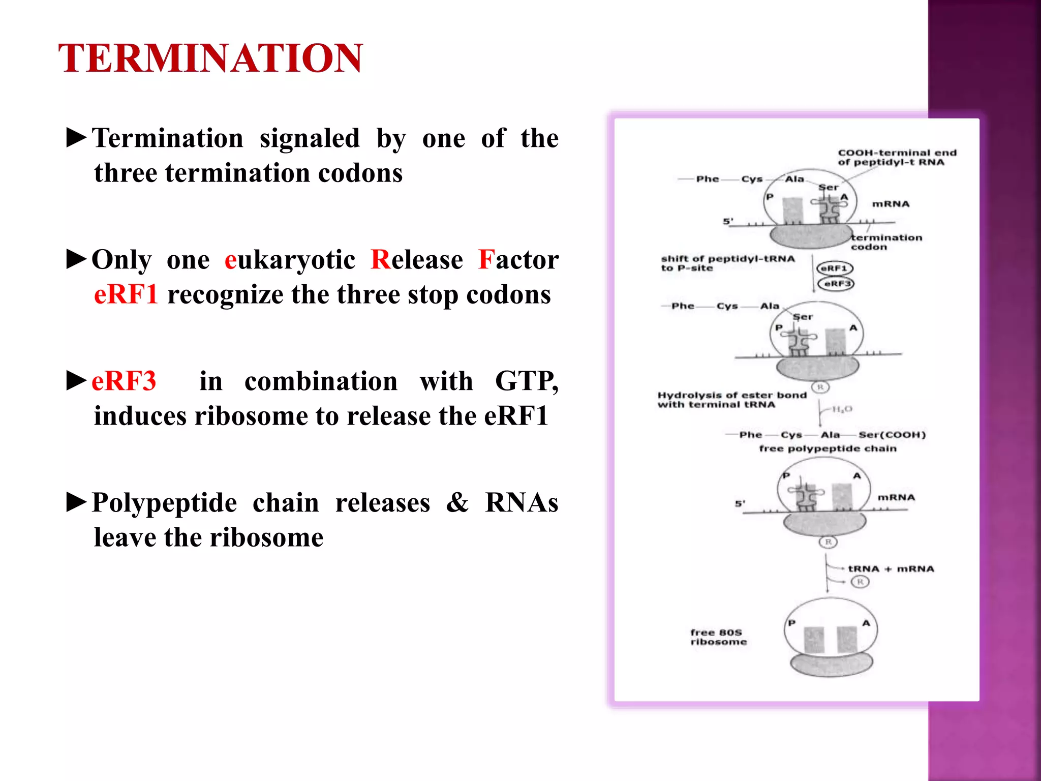 Protein synthesis.ppt