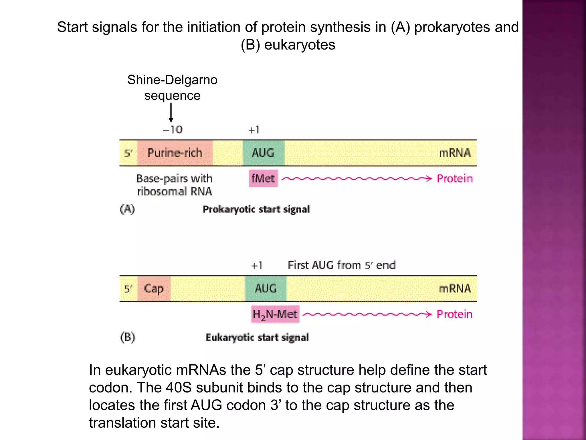 Protein synthesis.ppt