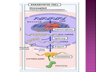 Protein synthesis.ppt