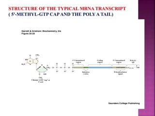 Protein synthesis.ppt