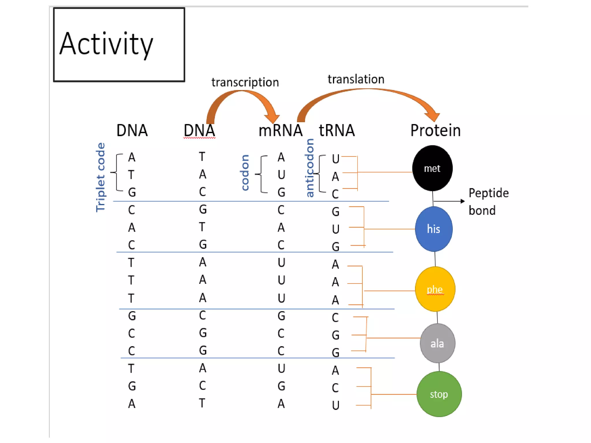 Protein Synthesis.pptx