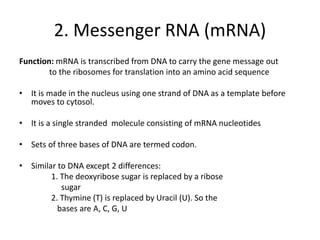 Protein Synthesis.pptx