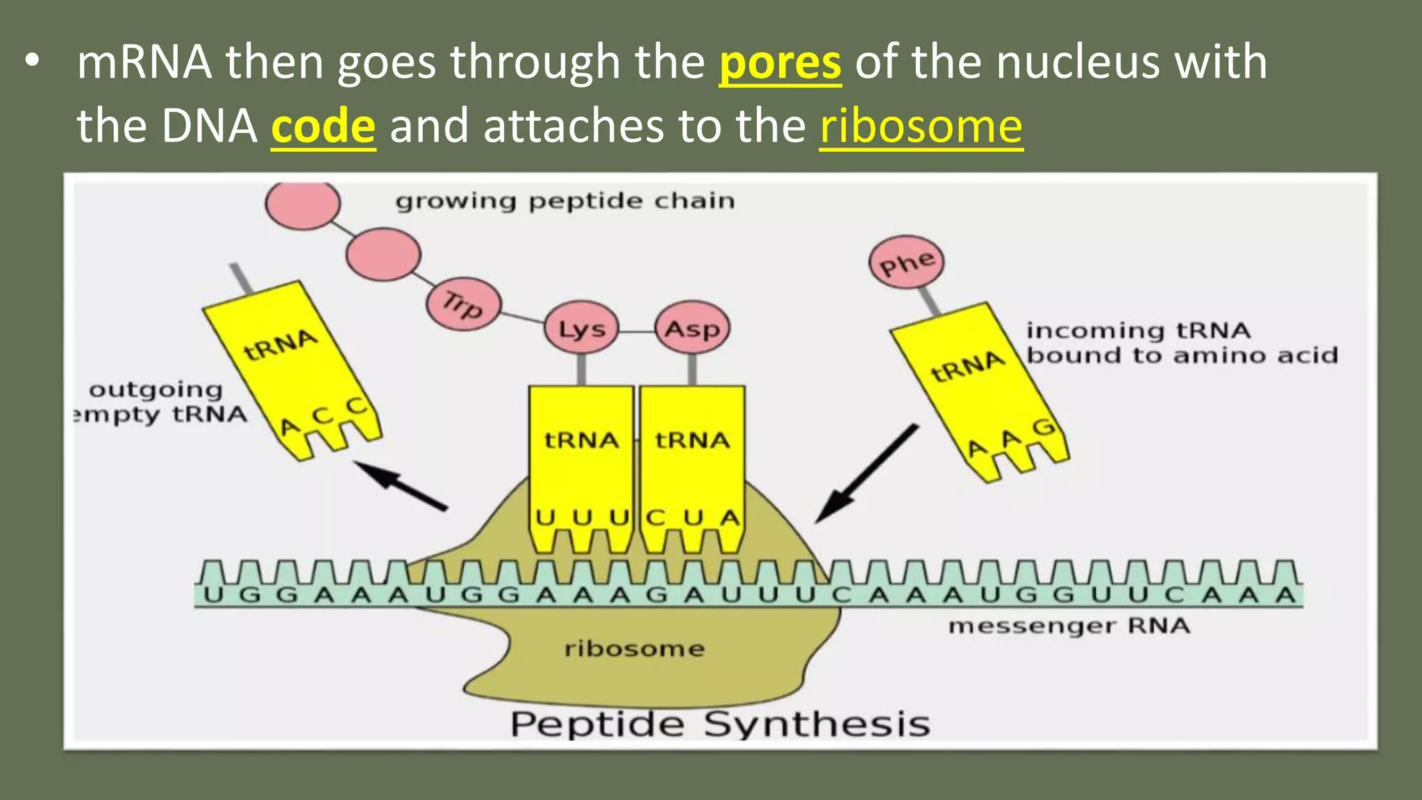 PROTEIN SYNTHESIS. PPT .pptx
