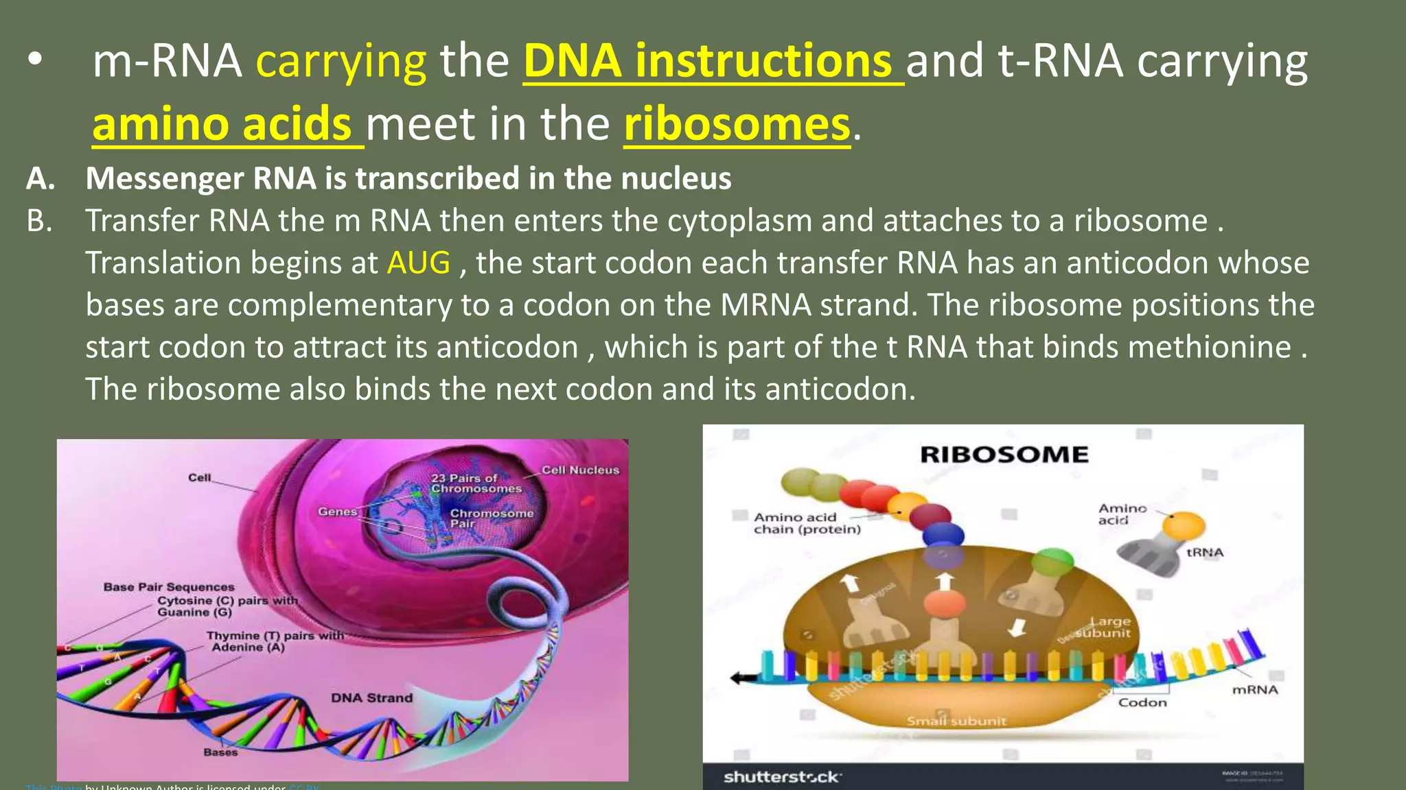 PROTEIN SYNTHESIS. PPT .pptx