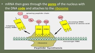 PROTEIN SYNTHESIS. PPT .pptx
