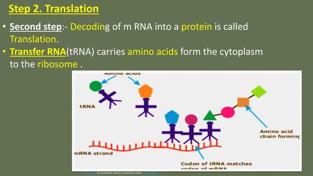 PROTEIN SYNTHESIS. PPT .pptx | Biological Sciences | Science