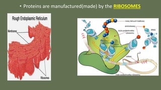 PROTEIN SYNTHESIS. PPT .pptx