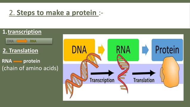 PROTEIN SYNTHESIS. PPT .pptx | Biological Sciences | Science