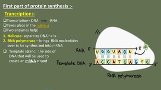 PROTEIN SYNTHESIS. PPT .pptx