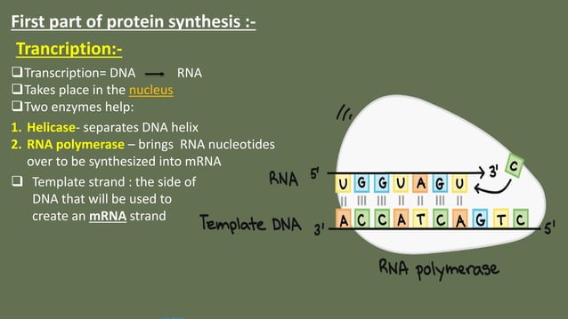 PROTEIN SYNTHESIS. PPT .pptx | Biological Sciences | Science