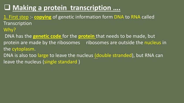 PROTEIN SYNTHESIS. PPT .pptx | Biological Sciences | Science