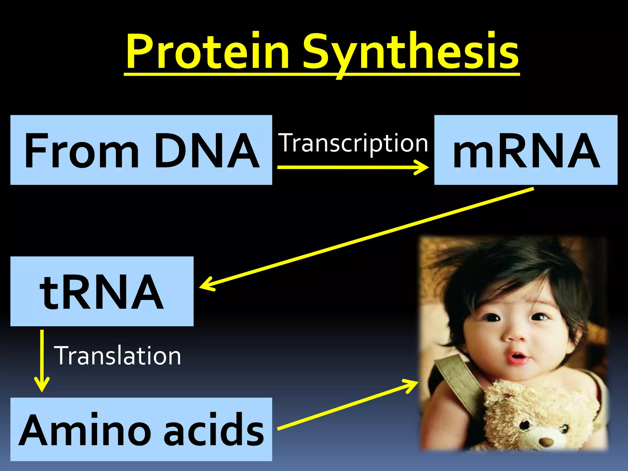 Protein Synthesis.pdf