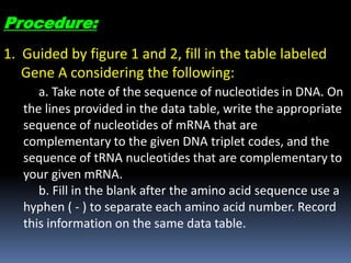 Protein Synthesis.pdf