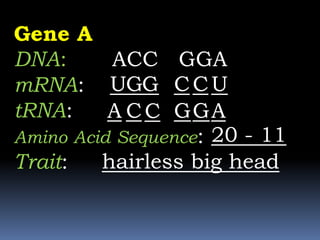 Protein Synthesis.pdf