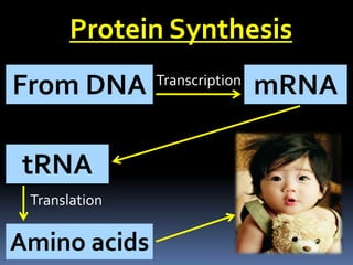 Protein Synthesis.pdf
