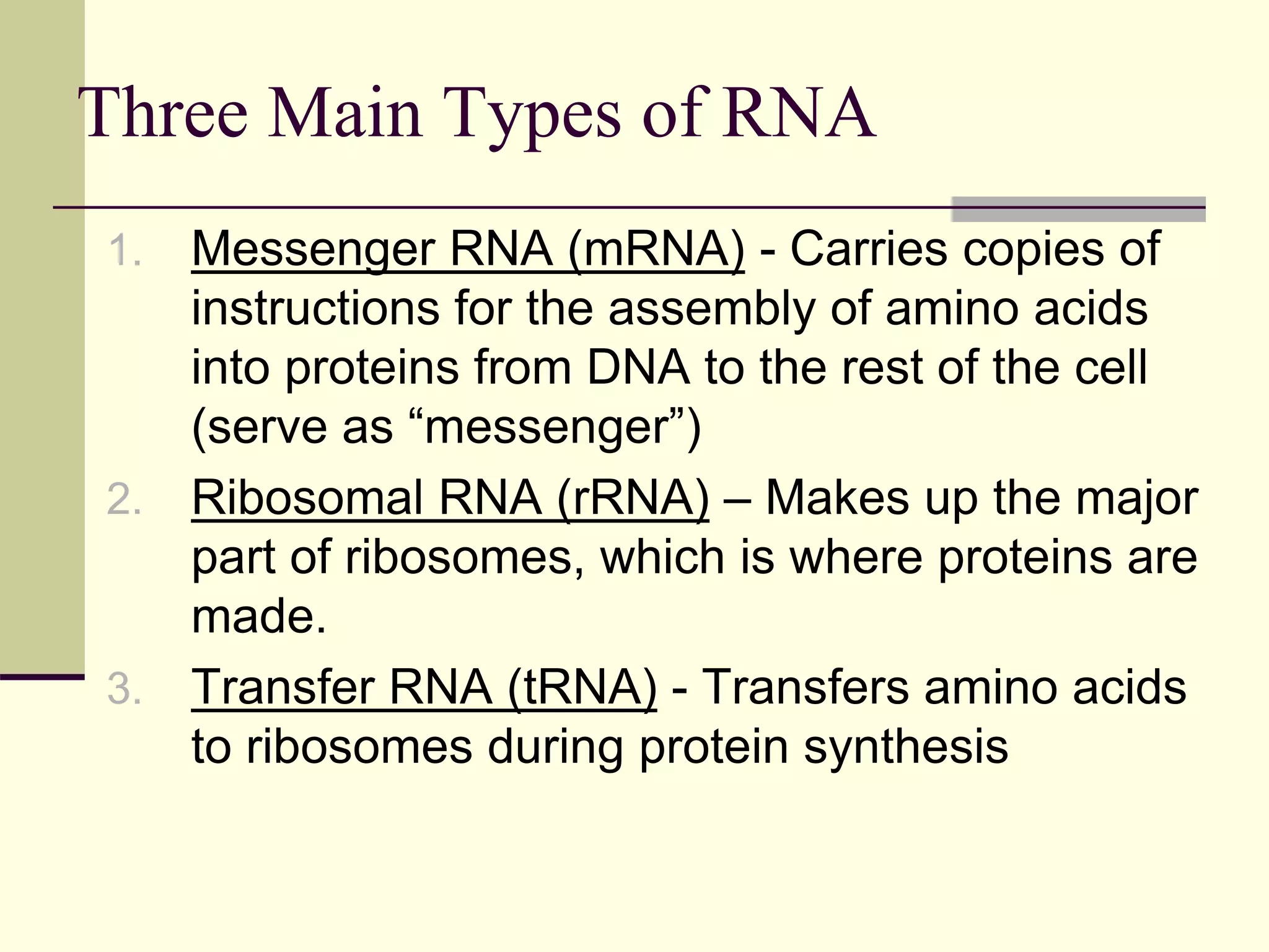 Protein Synthesis.ppt | Programming Languages | Computing
