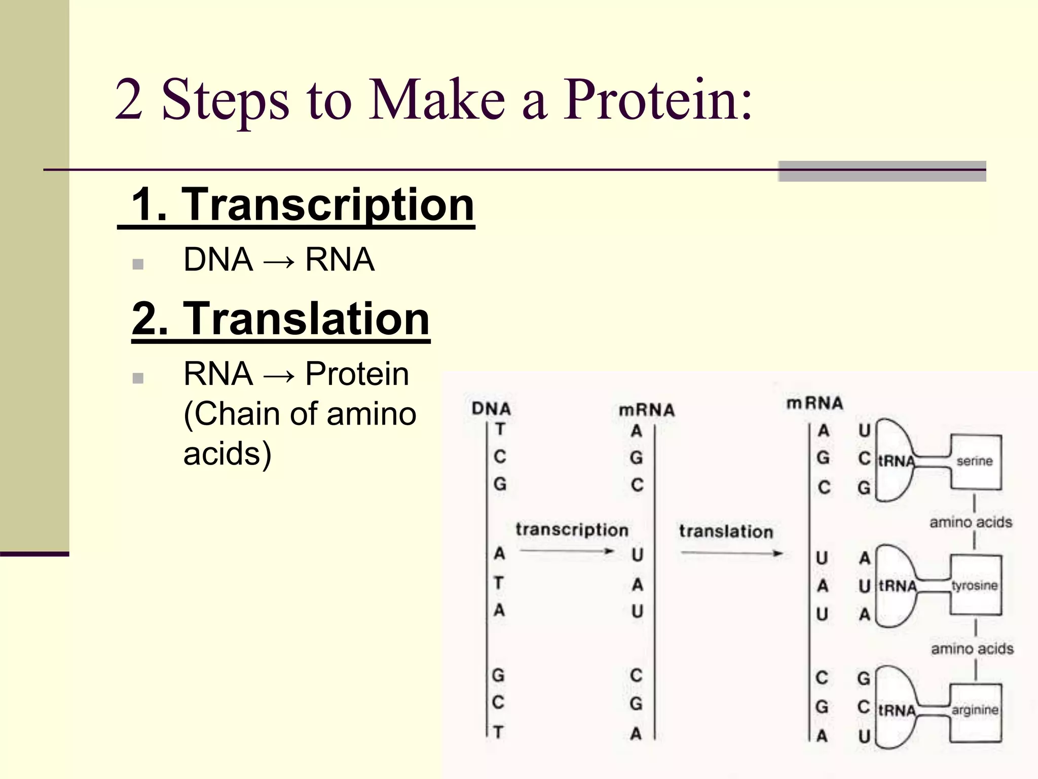Protein Synthesis.ppt | Programming Languages | Computing
