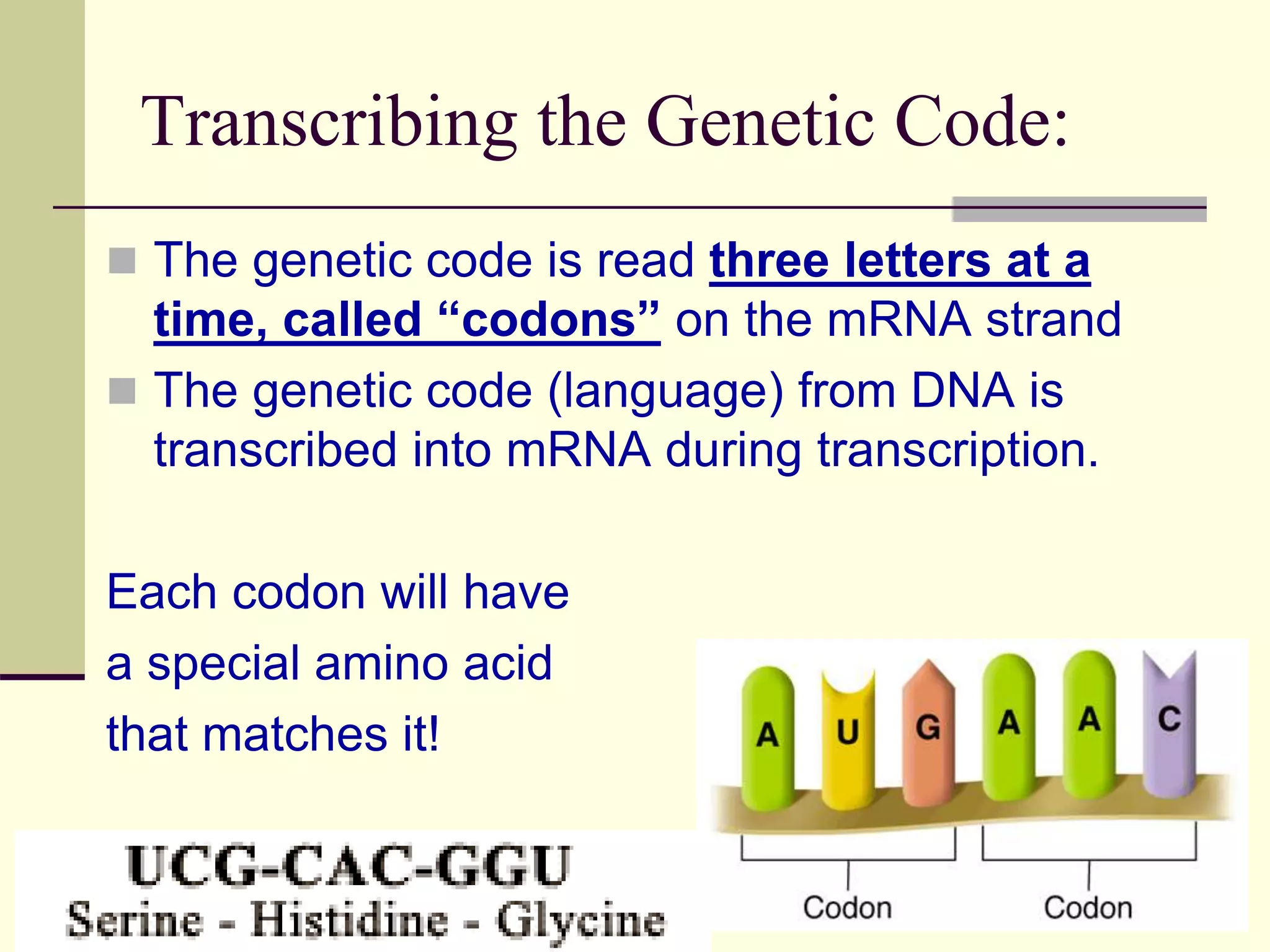 Protein Synthesis.ppt | Programming Languages | Computing