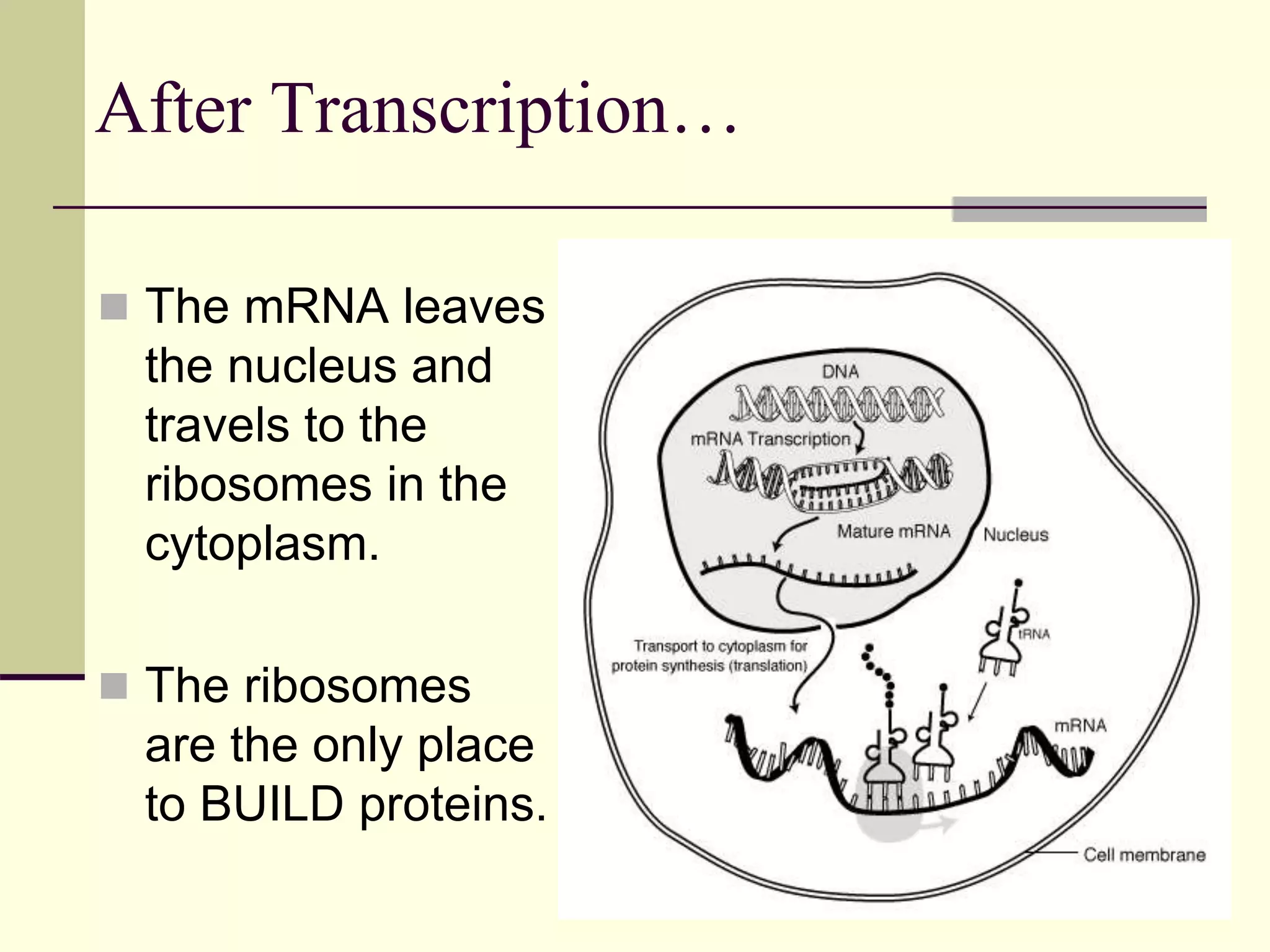 Protein Synthesis.ppt | Programming Languages | Computing