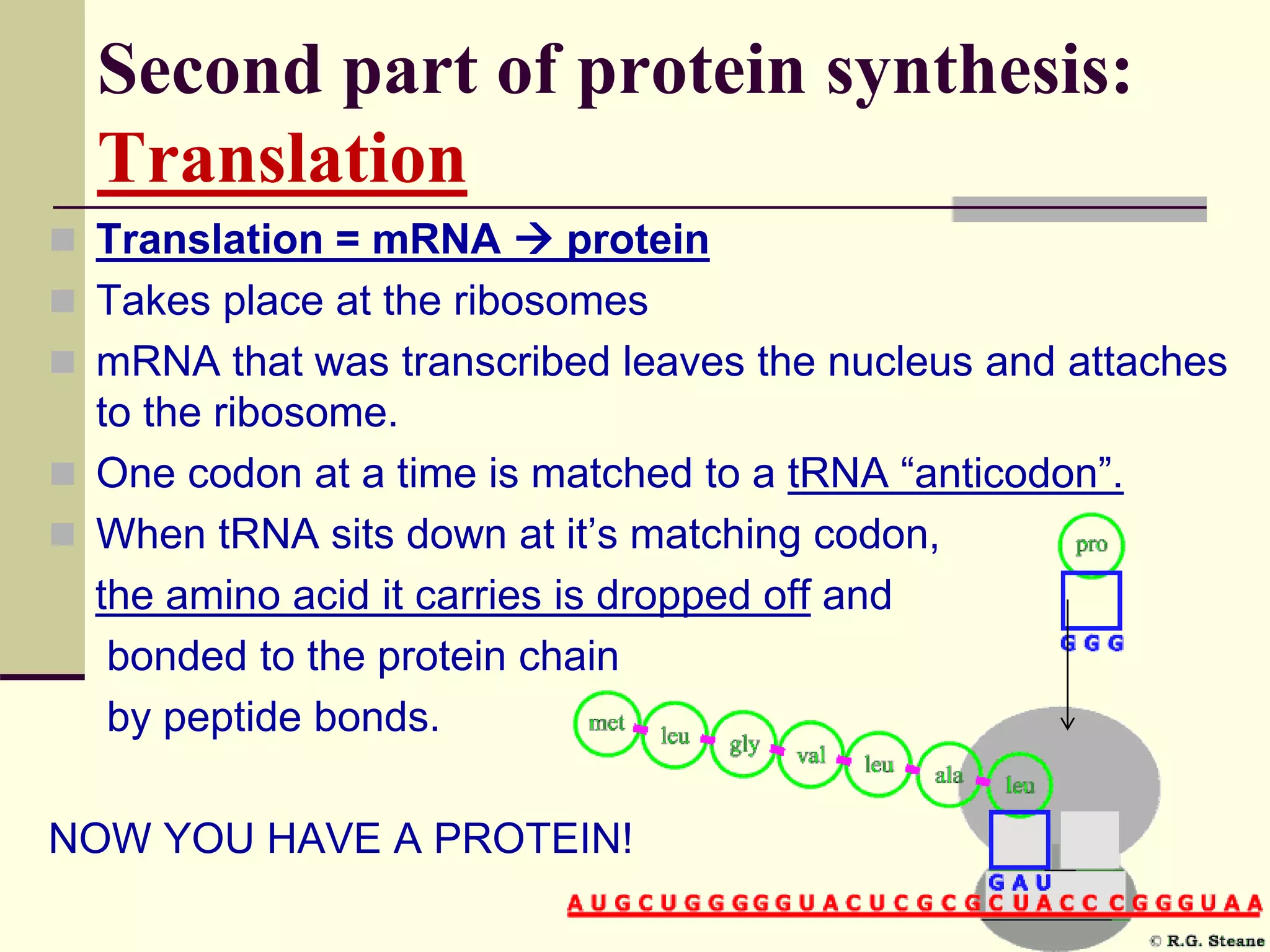 Protein Synthesis.ppt | Programming Languages | Computing