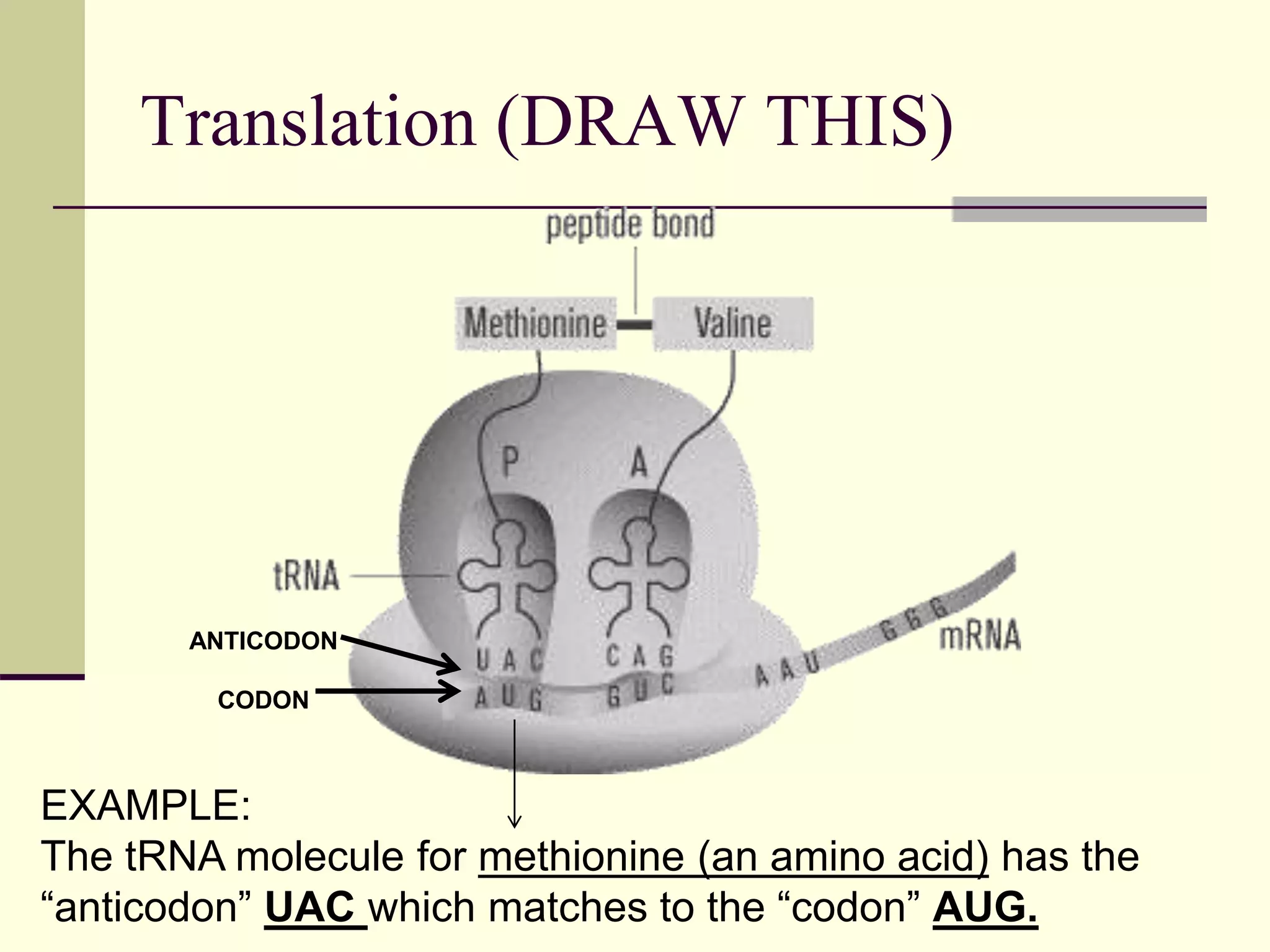 Protein Synthesis.ppt