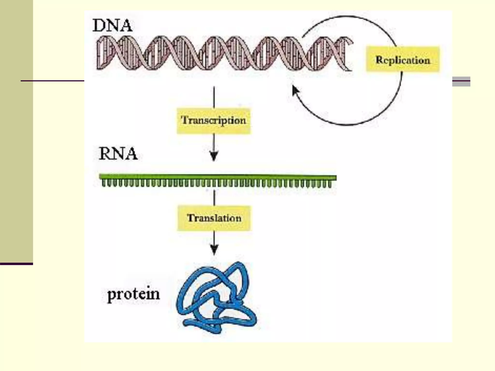 Protein Synthesis.ppt | Programming Languages | Computing