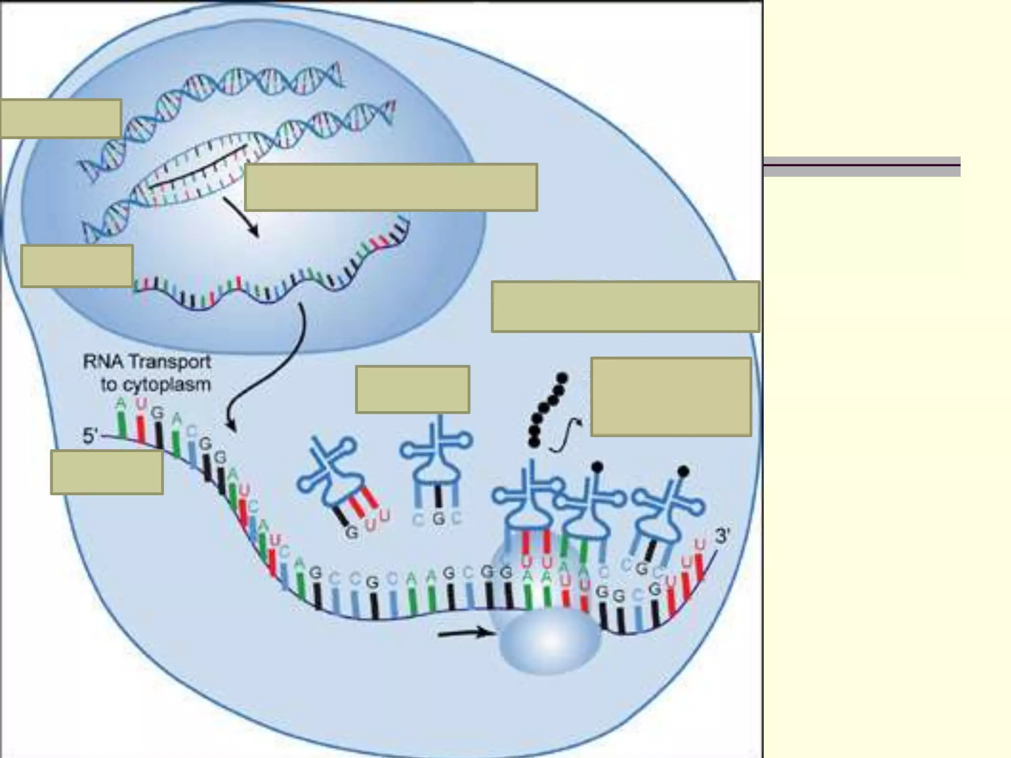 Protein Synthesis.ppt