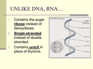 Protein Synthesis.ppt | Programming Languages | Computing