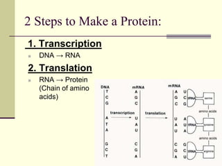 Protein Synthesis.ppt | Programming Languages | Computing