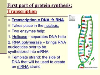 Protein Synthesis.ppt | Programming Languages | Computing