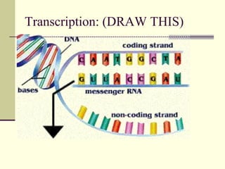 Protein Synthesis.ppt | Programming Languages | Computing