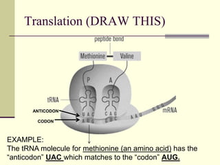 Protein Synthesis.ppt | Programming Languages | Computing