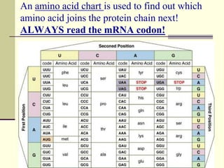 Protein Synthesis.ppt